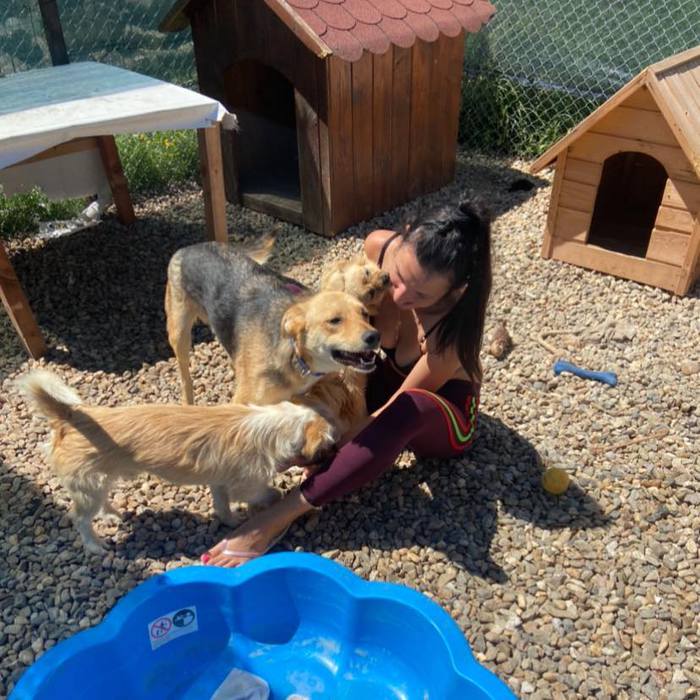 Asociatia Help 4 Strays