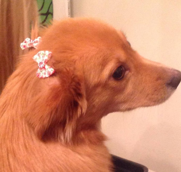 Daniela Paun Rescuer