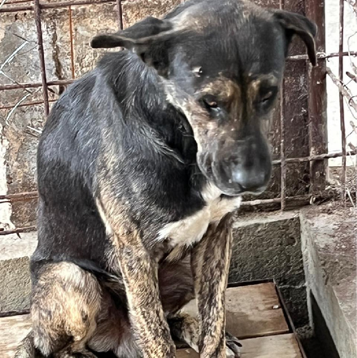 Pro Animals Deutschland